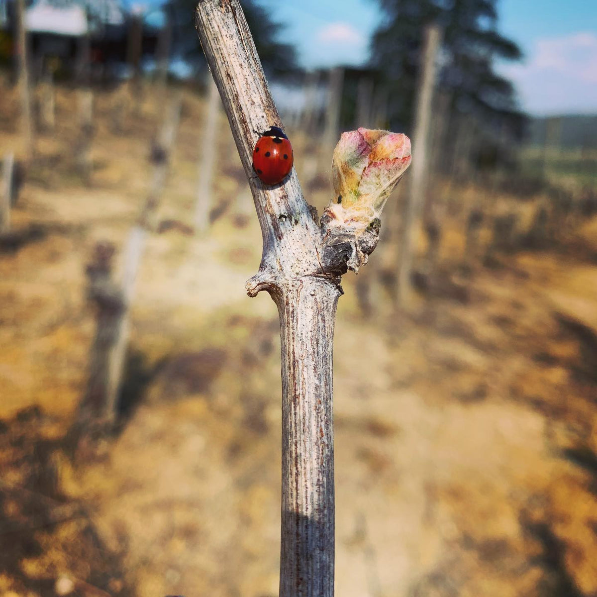 Domaine Pichat, Côte-Rôtie – DECO Wines