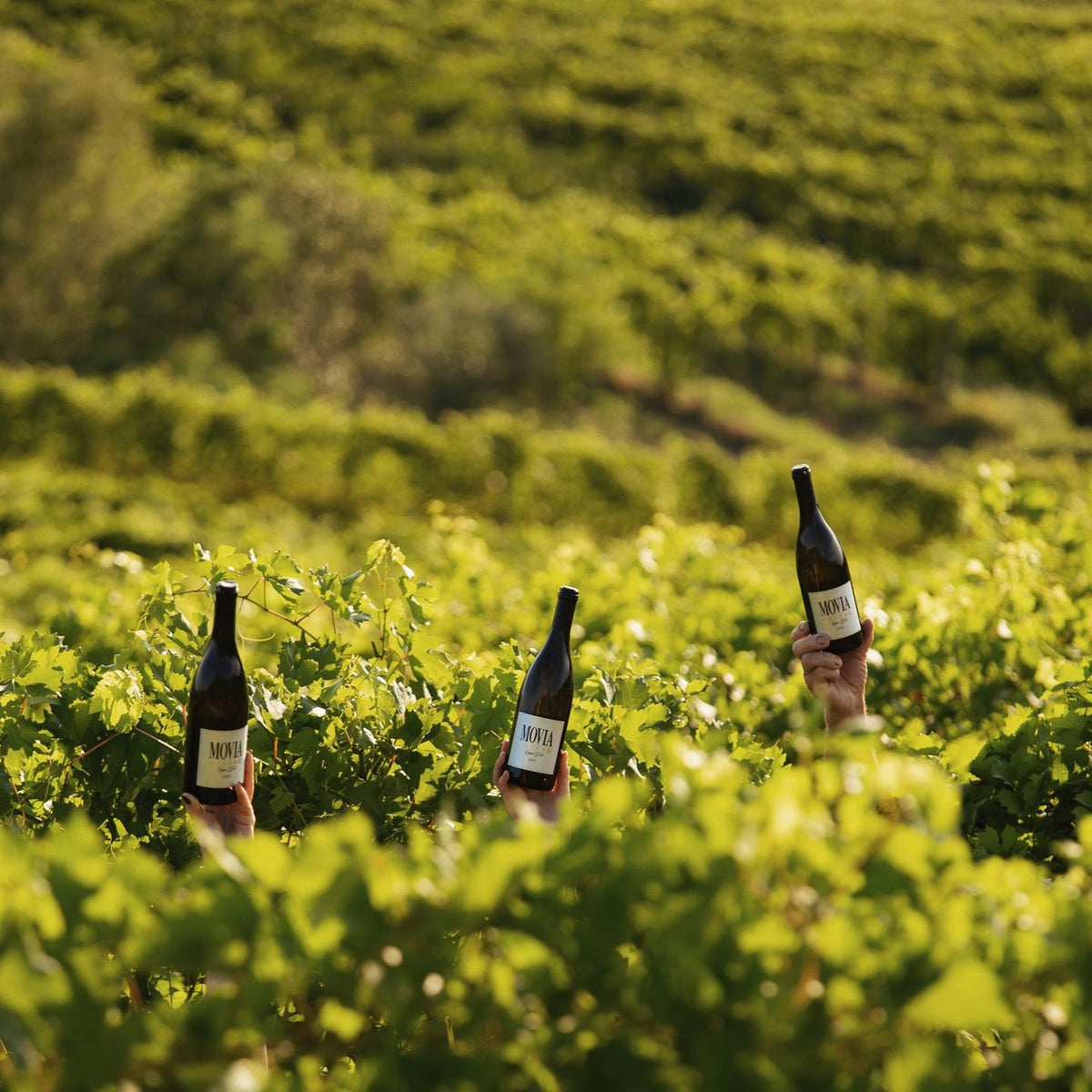 2023 Sauvignon Vert – DECO Wines